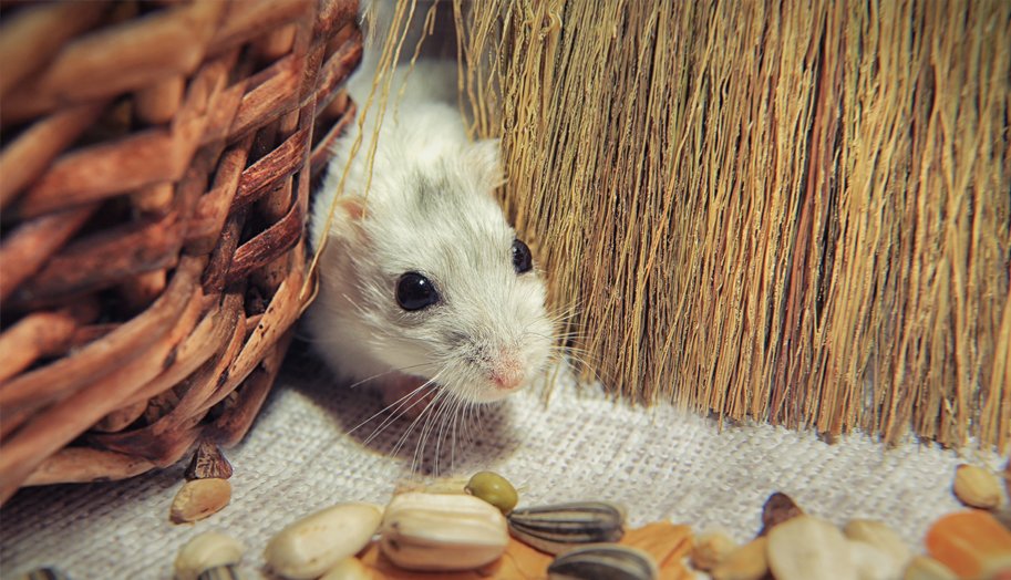 Top Tips for Rodent Proofing your Home - EmptyLightHome