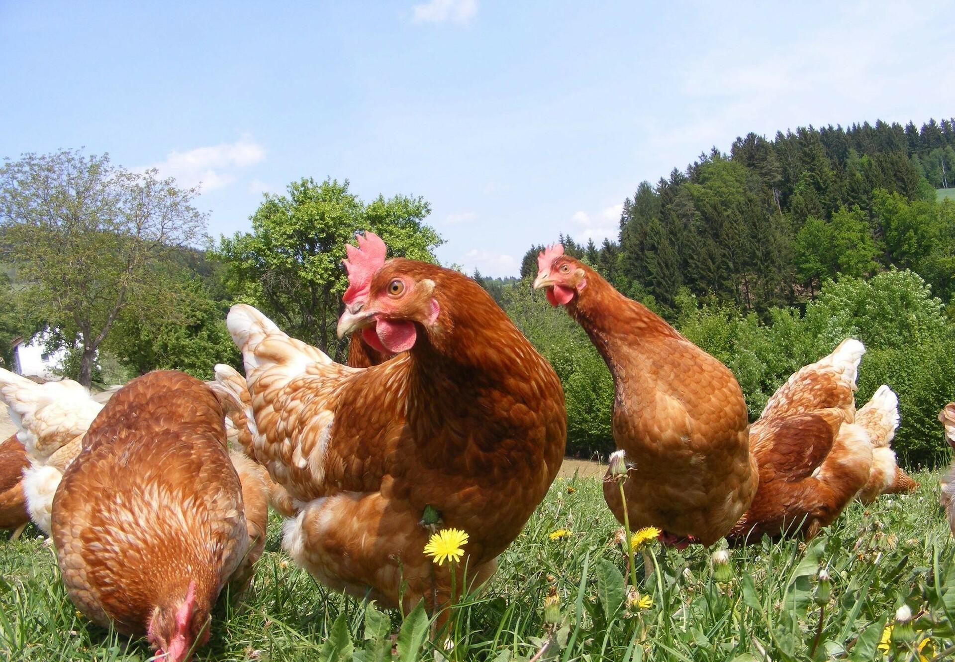 8 Easy to Raise Animals for New Farmers - EmptyLightHome