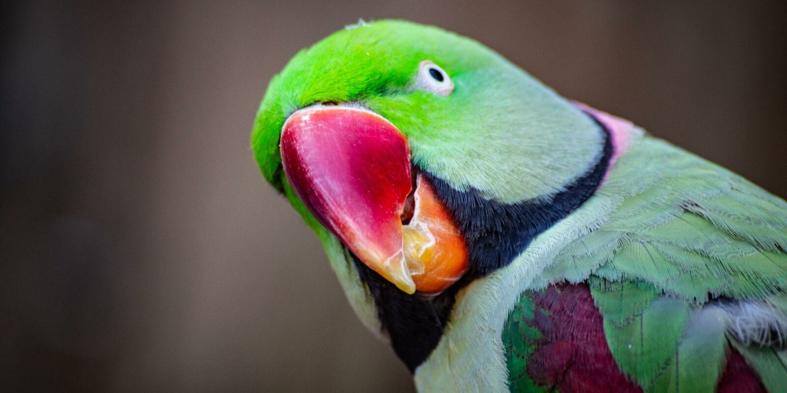 Adopting a Parrot: 7 Things You Must Know Before You Adopt