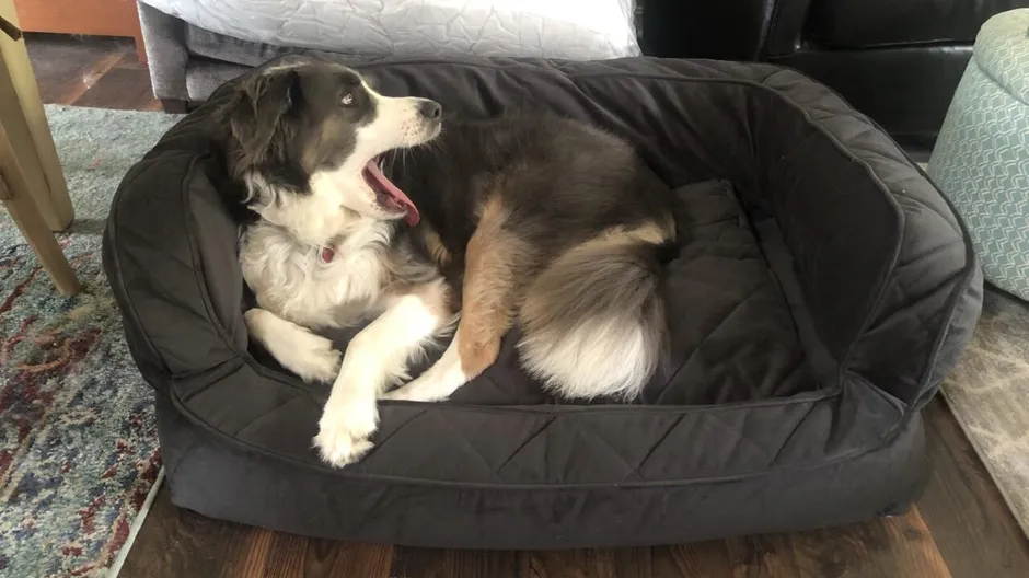 How to Choose a Pet Bed - EmptyLightHome