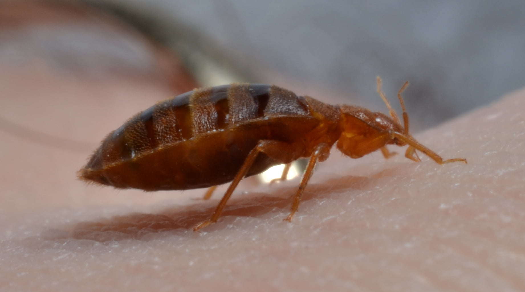 What Types Of Pests Do Pest Solution Services Cover? - EmptyLightHome