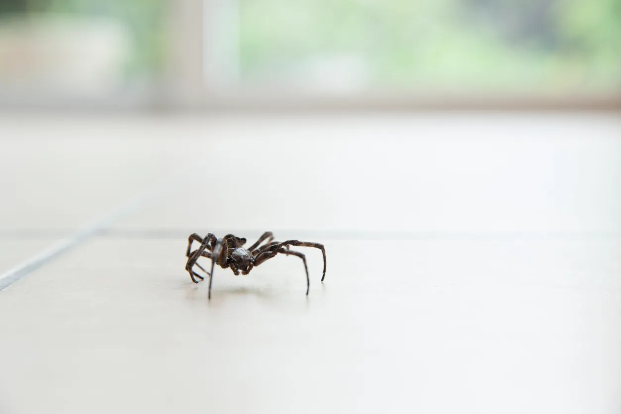 Simple Hacks to Get Rid of Spiders from Windows Once and for All ...